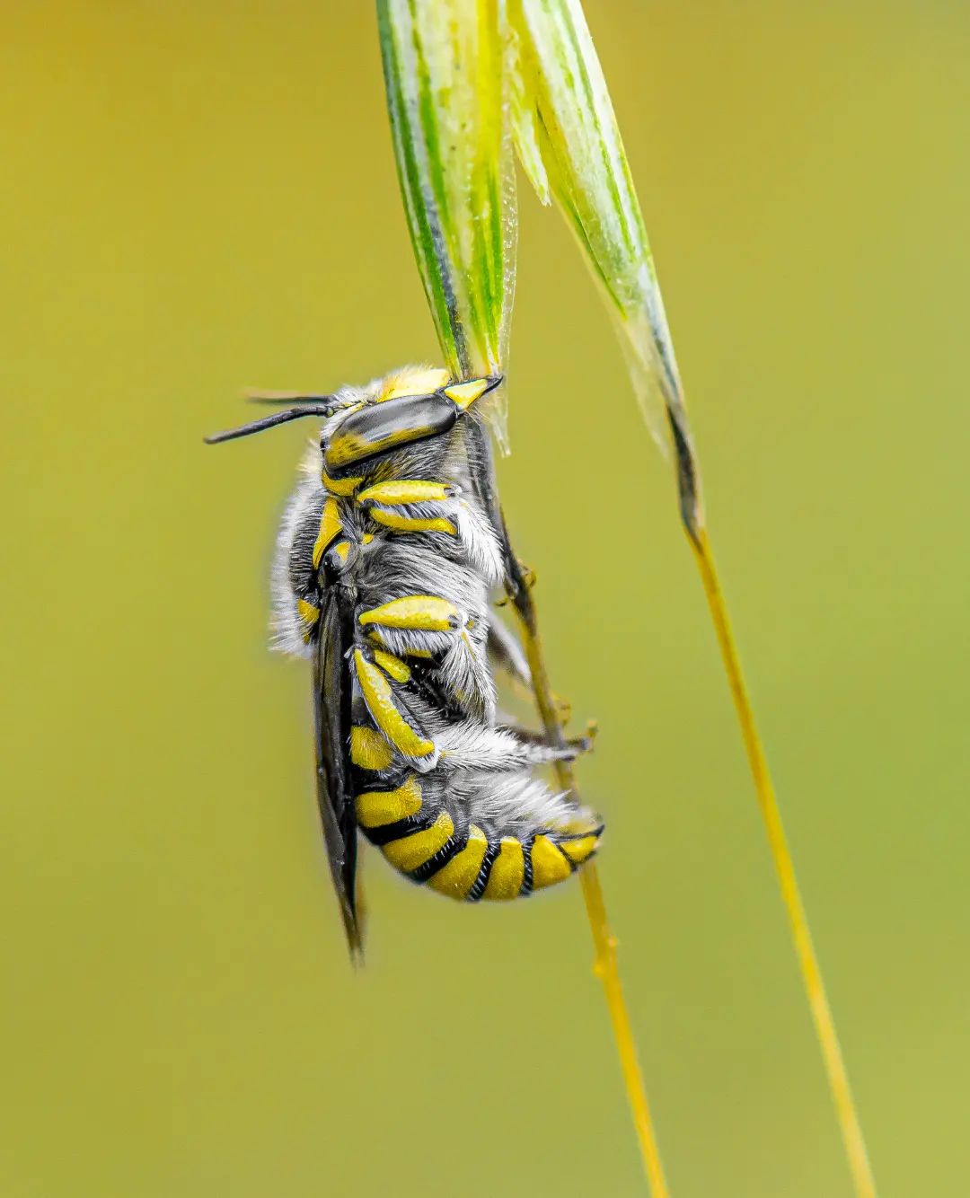 This Iranian Photographer Takes Astonishing Macro Shots of Insects ...