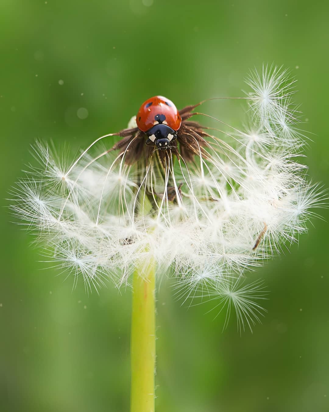 This Iranian Photographer Takes Astonishing Macro Shots of Insects ...