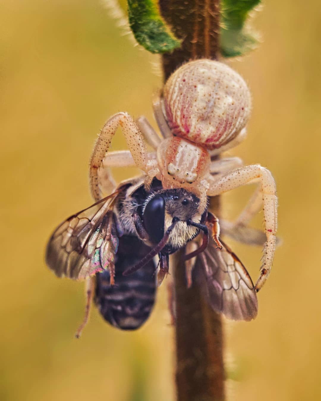 This Iranian Photographer Takes Astonishing Macro Shots of Insects ...