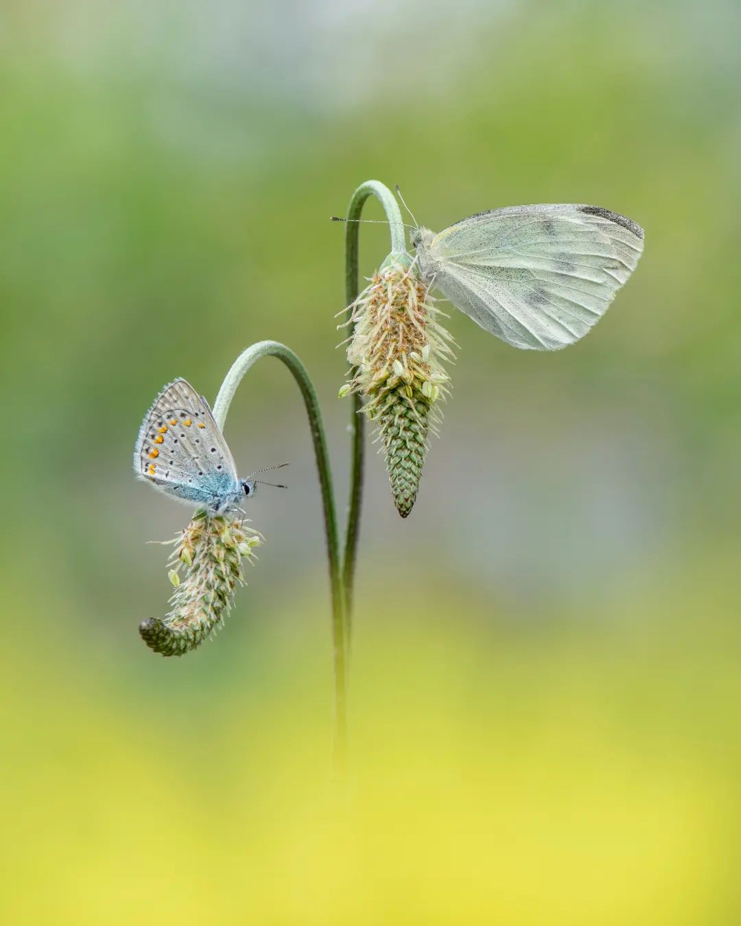 This Iranian Photographer Takes Astonishing Macro Shots of Insects ...