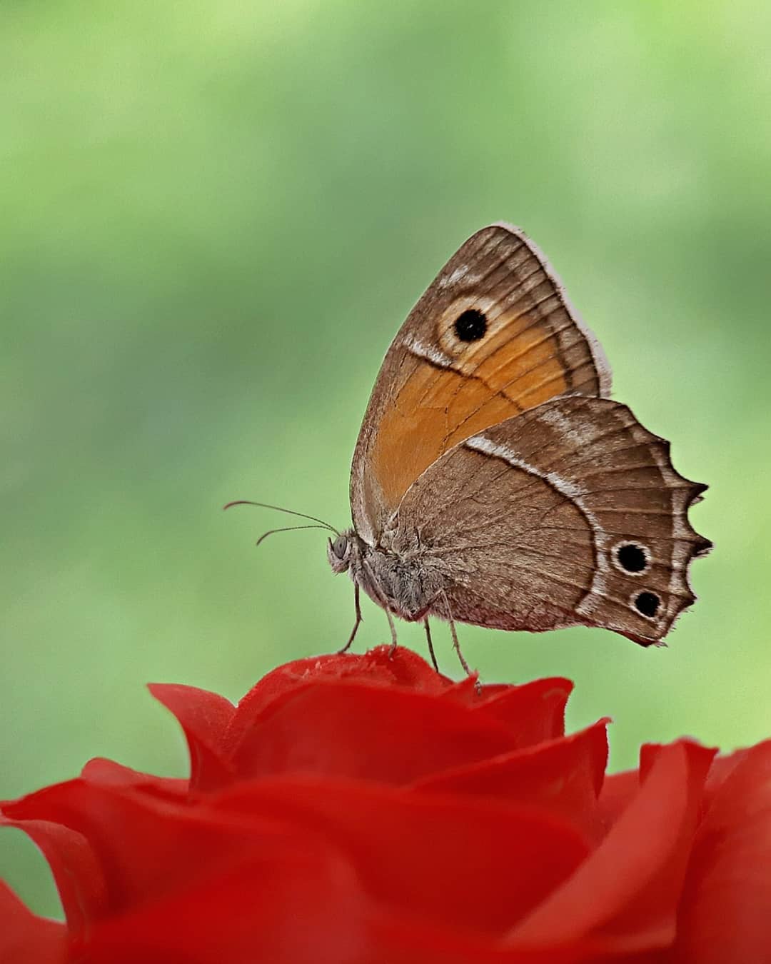 This Iranian Photographer Takes Astonishing Macro Shots of Insects ...