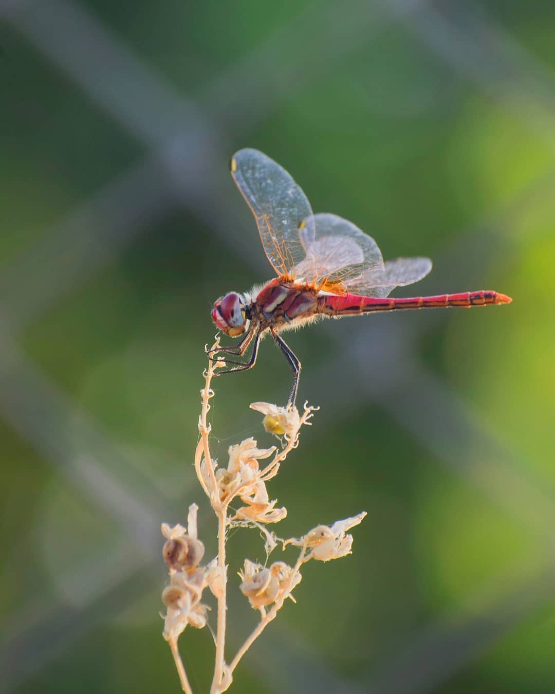 This Iranian Photographer Takes Astonishing Macro Shots of Insects ...