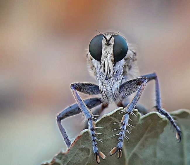This Iranian Photographer Takes Astonishing Macro Shots of Insects ...