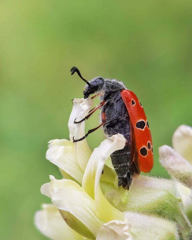 This Iranian Photographer Takes Astonishing Macro Shots of Insects ...