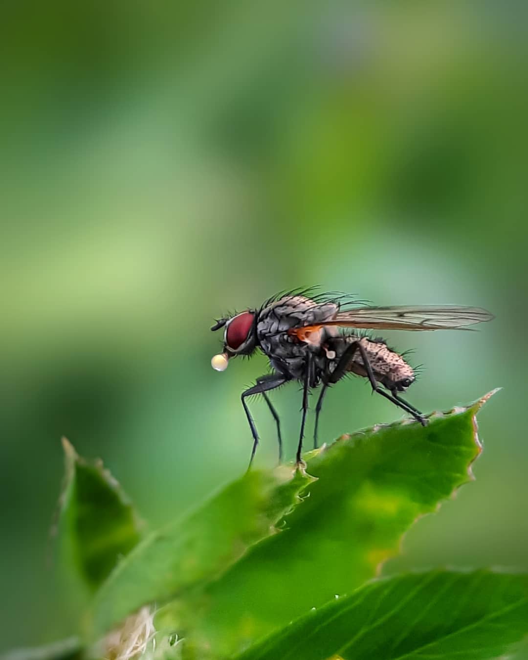 This Iranian Photographer Takes Astonishing Macro Shots of Insects ...