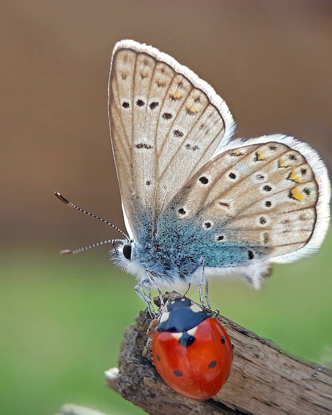 This Iranian Photographer Takes Astonishing Macro Shots of Insects ...