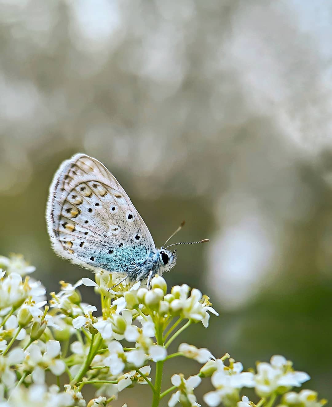This Iranian Photographer Takes Astonishing Macro Shots of Insects ...