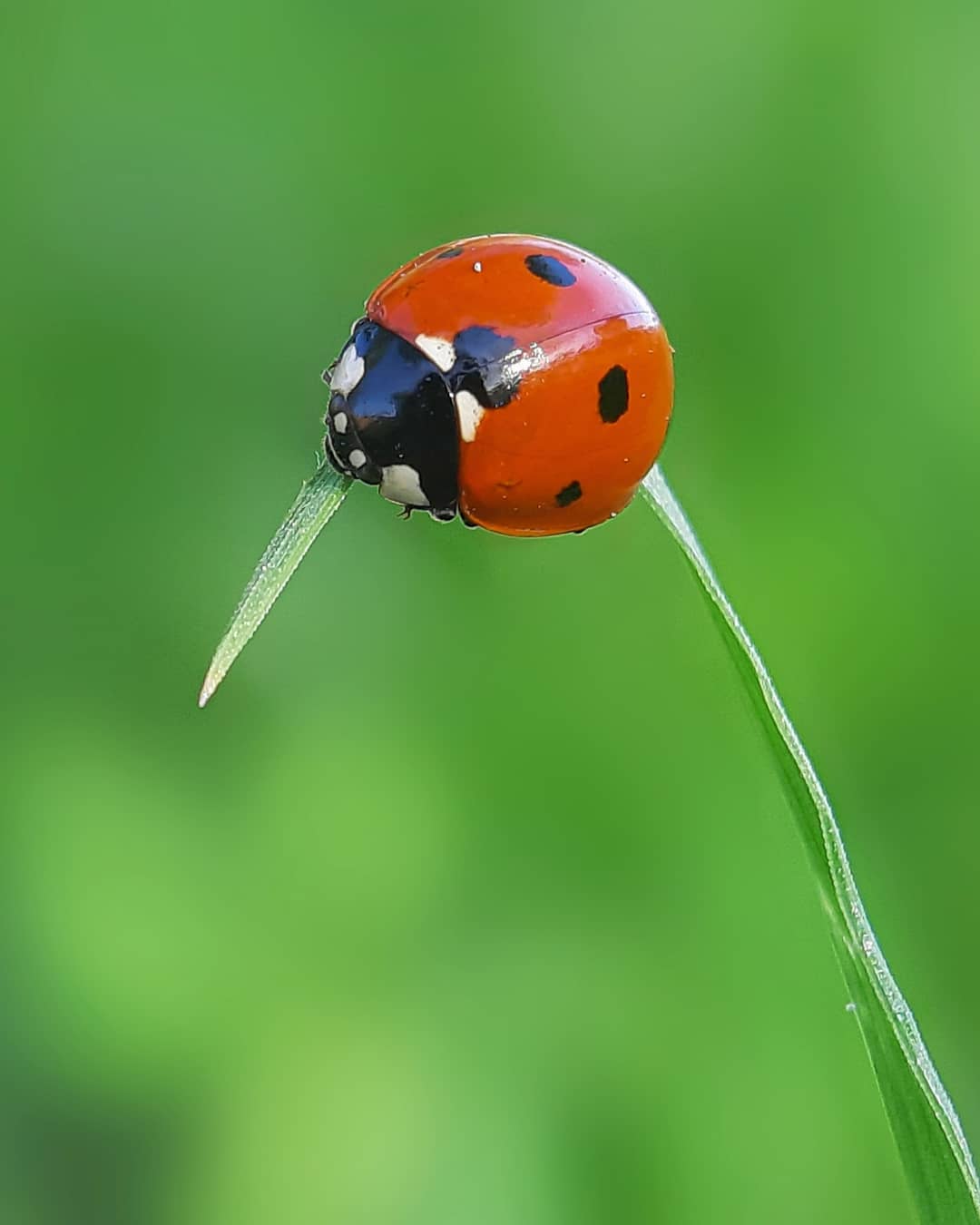 This Iranian Photographer Takes Astonishing Macro Shots of Insects ...