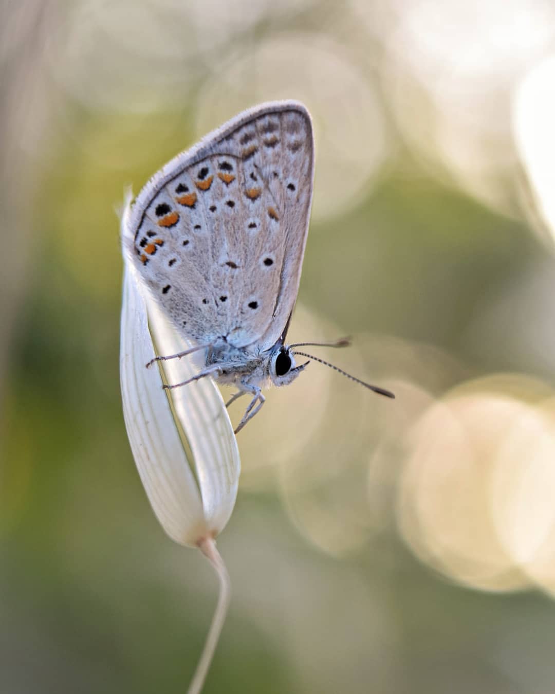 This Iranian Photographer Takes Astonishing Macro Shots of Insects ...