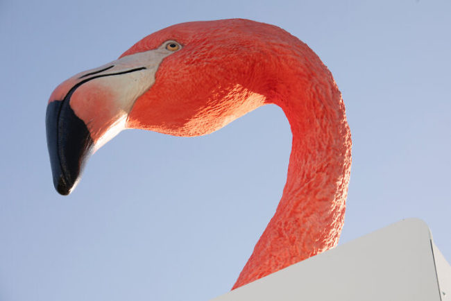 Matthew Mazzotta’s Flamingo Sculptures Inspire Florida’s Voters and ...