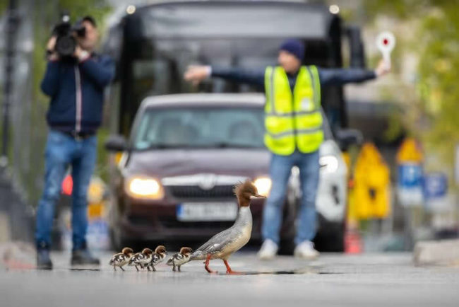Spectacular Award-Winning Bird Photos from the 2024 Bird Photographer ...