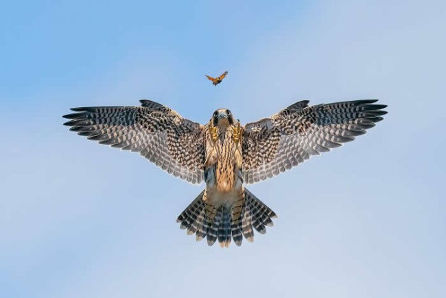 Spectacular Award-Winning Bird Photos from the 2024 Bird Photographer ...