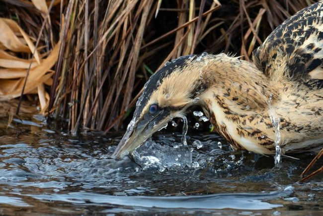 Spectacular Award-Winning Bird Photos from the 2024 Bird Photographer ...
