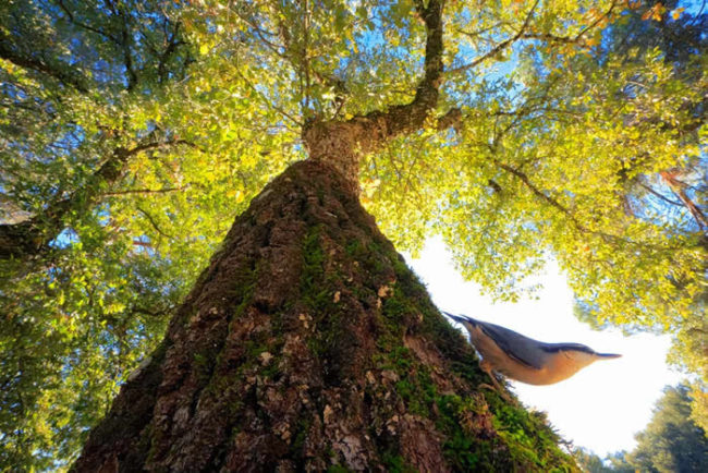 Spectacular Award-Winning Bird Photos from the 2024 Bird Photographer ...