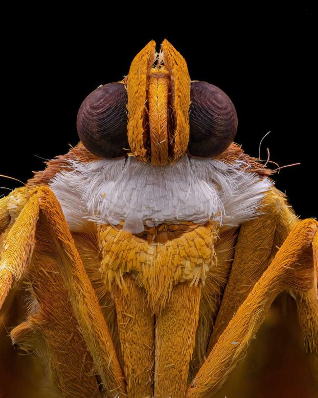Fantastic Winning Photos from the 2024 Royal Entomological Society ...
