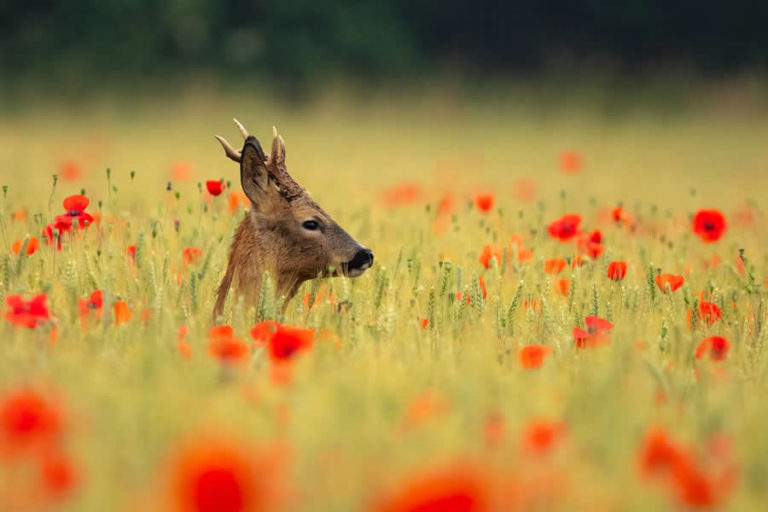 Beautiful Winning Photos from the 2025 British Wildlife Photography ...