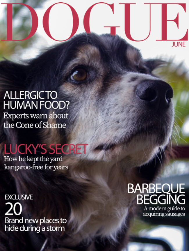 DOGUE: Playful Fashion Dog Parody of Vogue Magazine » Design You Trust ...