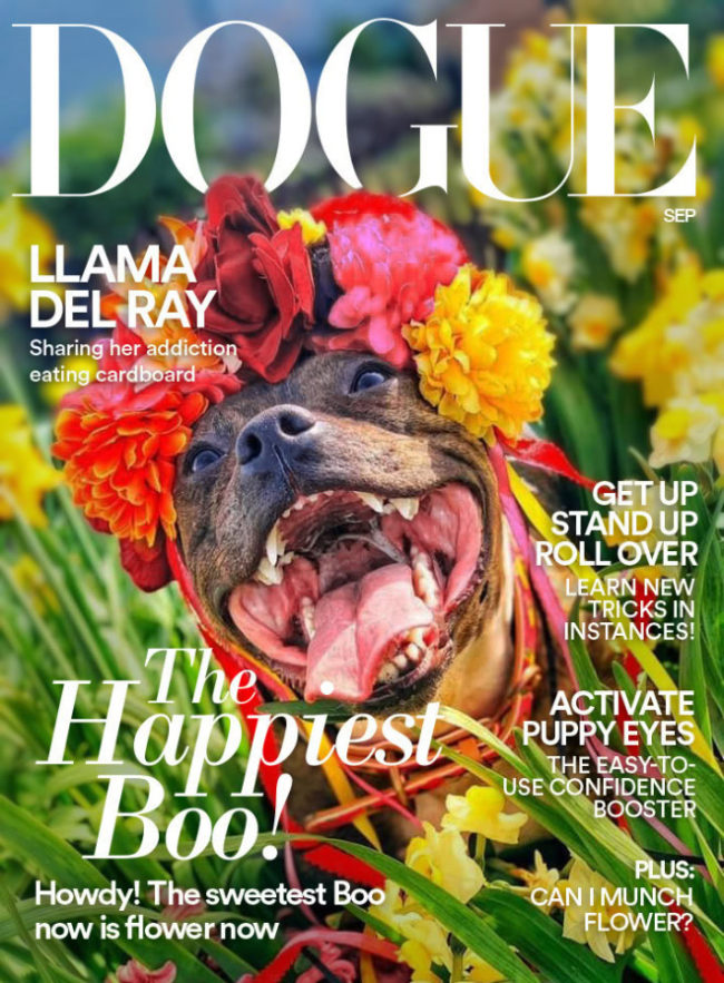 DOGUE: Playful Fashion Dog Parody of Vogue Magazine » Design You Trust ...