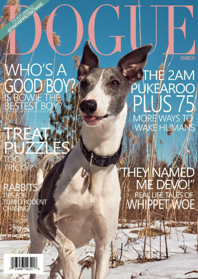 DOGUE: Playful Fashion Dog Parody of Vogue Magazine » Design You Trust ...