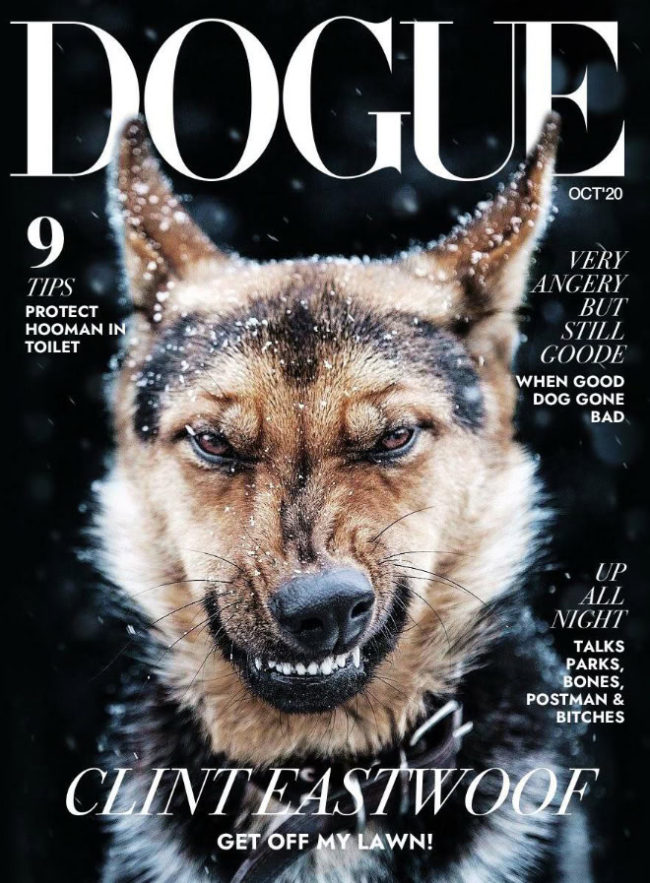 DOGUE: Playful Fashion Dog Parody of Vogue Magazine » Design You Trust ...