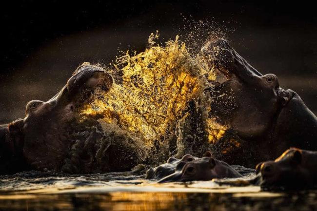 Spectacular Winning Photos from the 2025 World Nature Photography ...