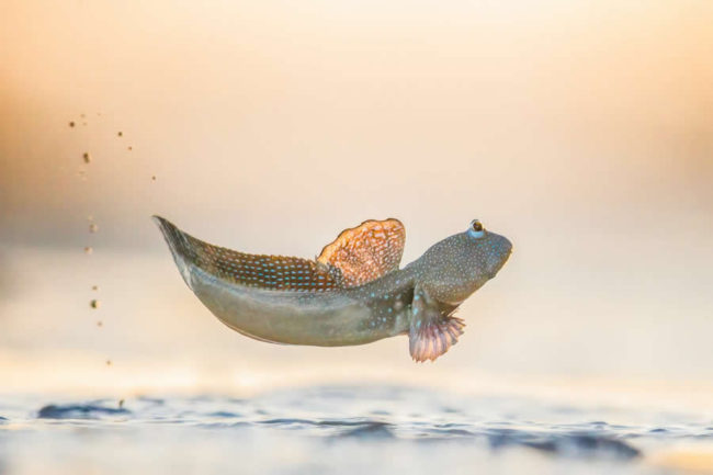 Spectacular Winning Photos from the 2025 World Nature Photography ...
