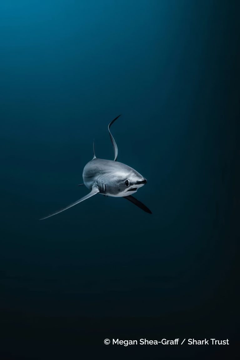 Spectacular Winning Photos from the 2025 Shark Photographer of the Year ...