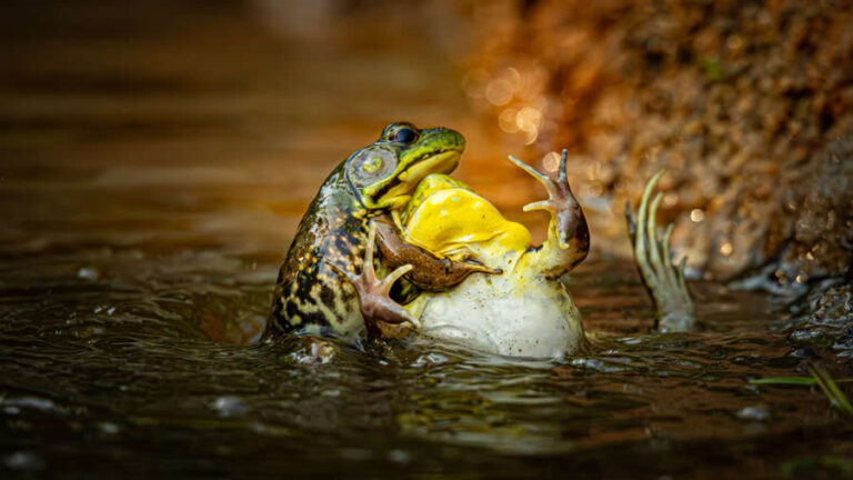 Hilarious Finalist Images from the 2025 Comedy Wildlife Photography ...