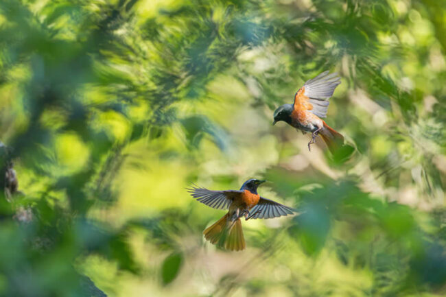 Beautiful Birds And Mammals Winning Photos from the 2025 GDT Nature ...