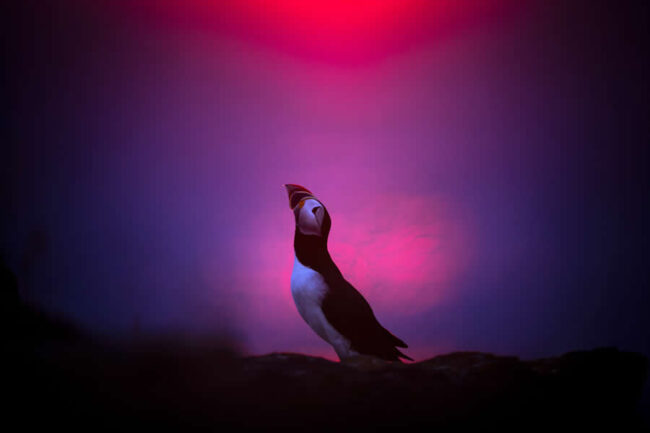 Beautiful Birds And Mammals Winning Photos from the 2025 GDT Nature ...